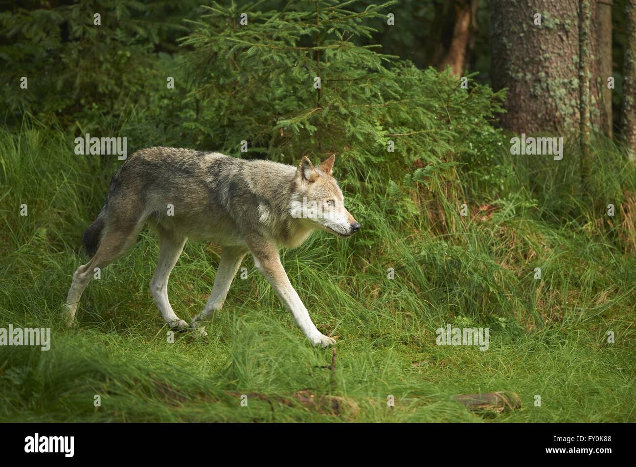 Eurasian wolf wild hi-res stock photography and images - Alamy