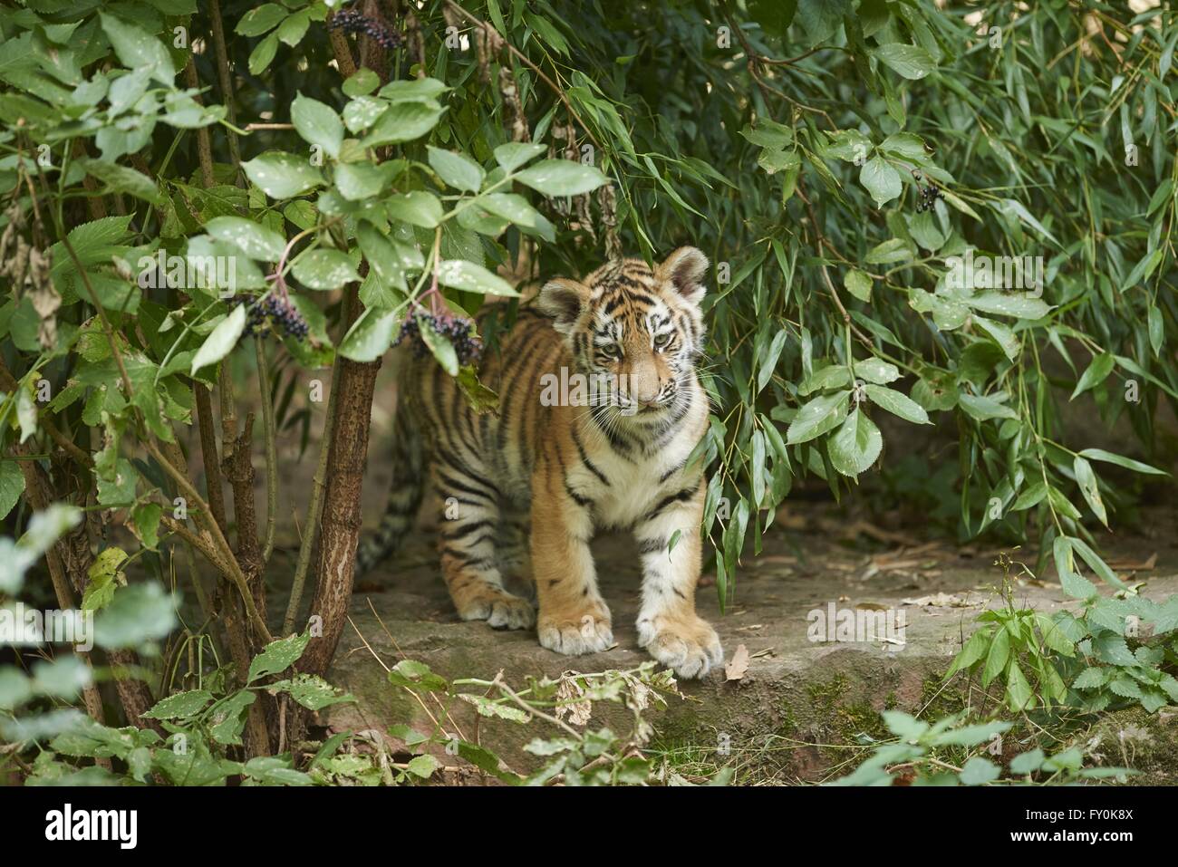Amur tiger hi-res stock photography and images - Alamy