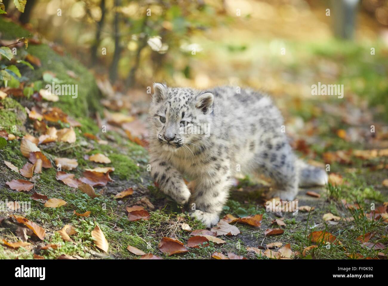 Baby snow leopard hi-res stock photography and images - Alamy