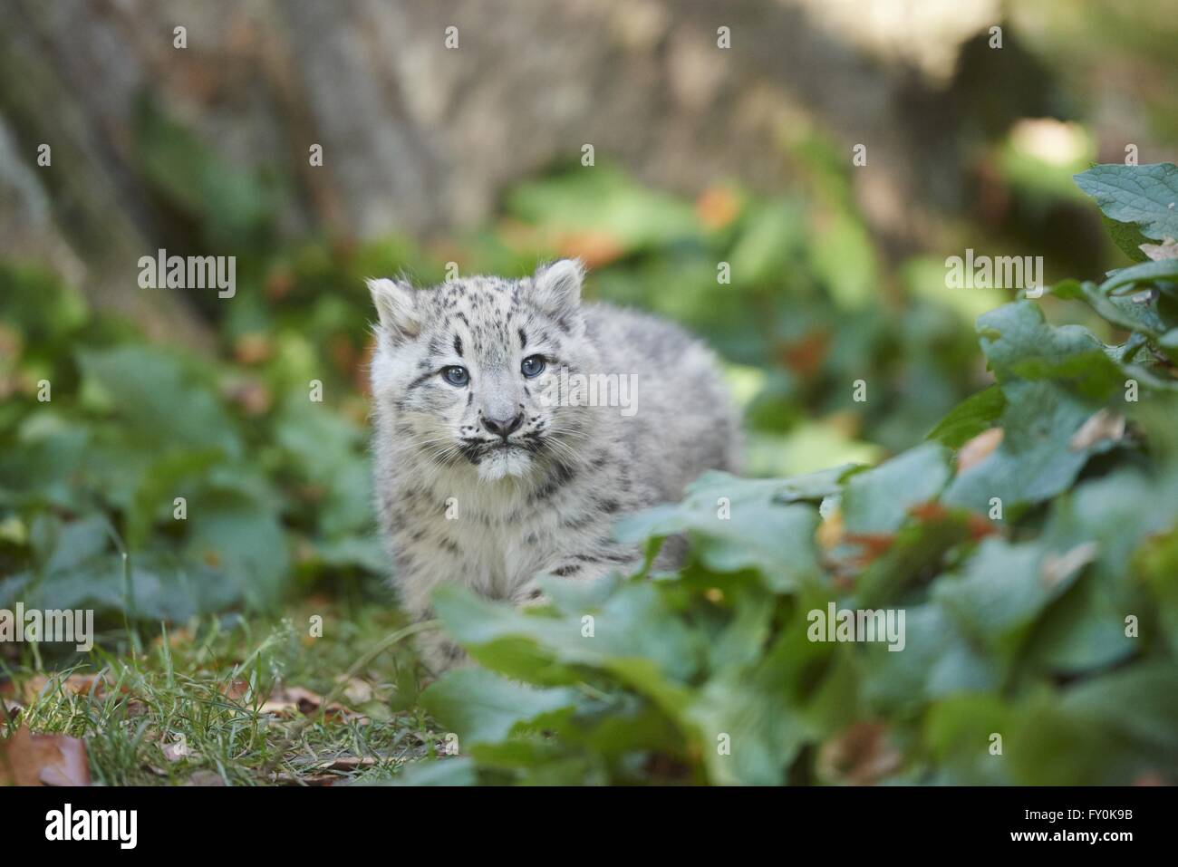 Leopard Stands High Resolution Stock Photography and Images - Alamy