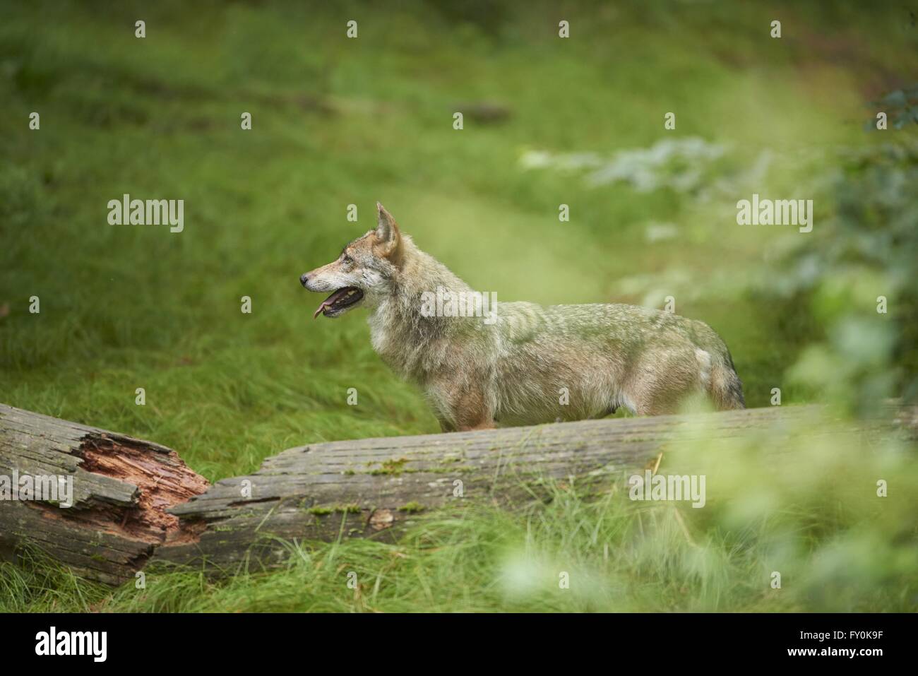 Eurasian wolf wild hi-res stock photography and images - Alamy