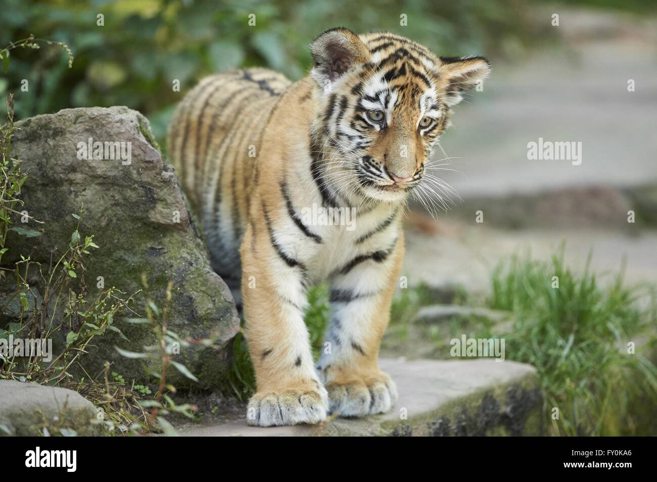 Amur tiger standing hi-res stock photography and images - Alamy