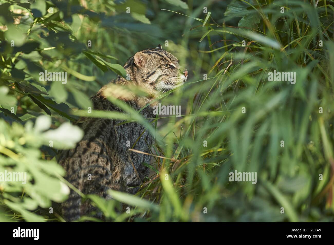Fishing Cat High Resolution Stock Photography and Images - Alamy
