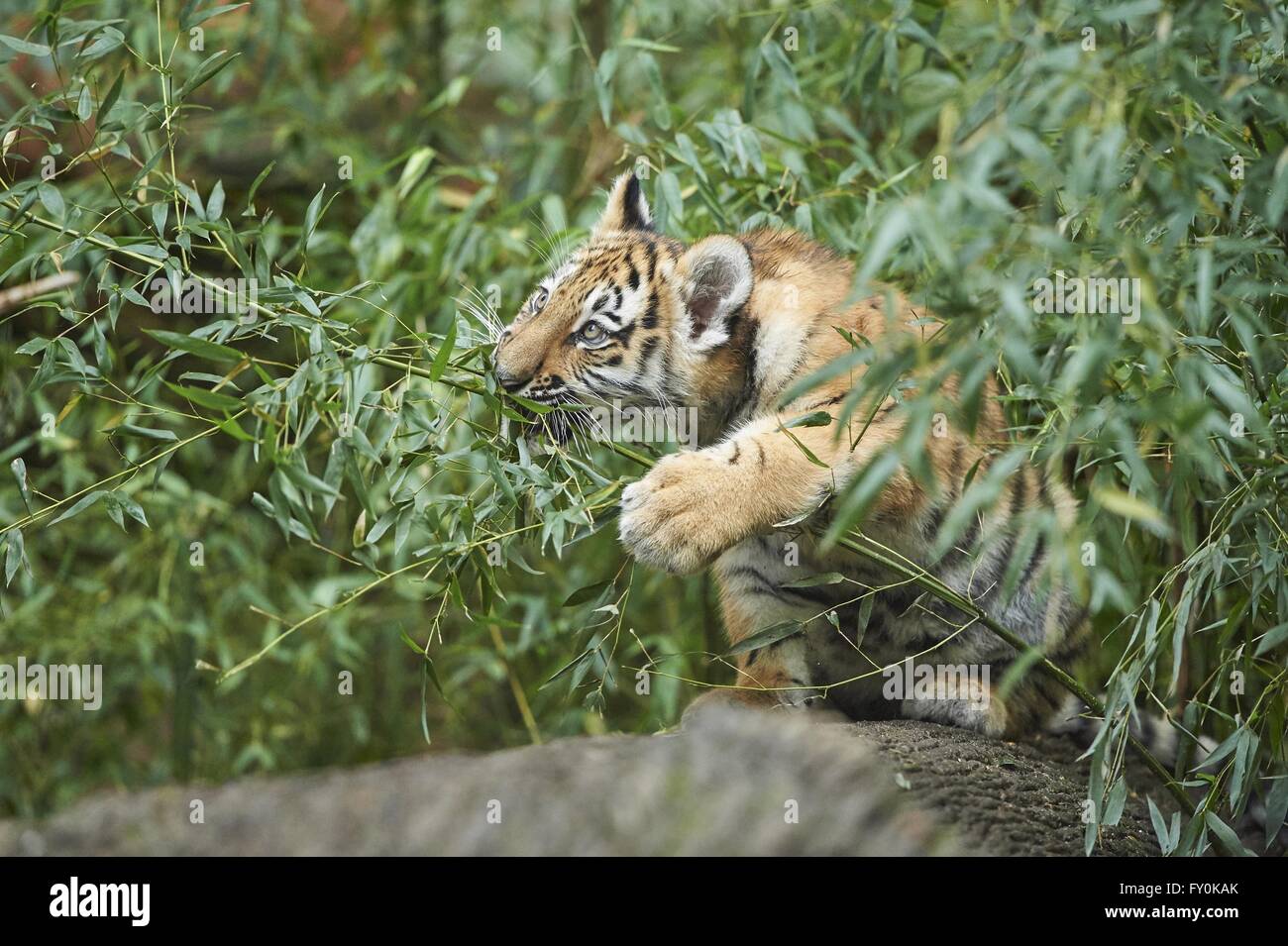 Tiger behavior hi-res stock photography and images - Alamy