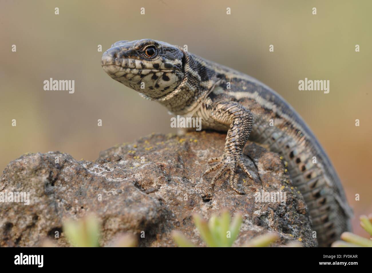 European wall lizards hi-res stock photography and images - Alamy