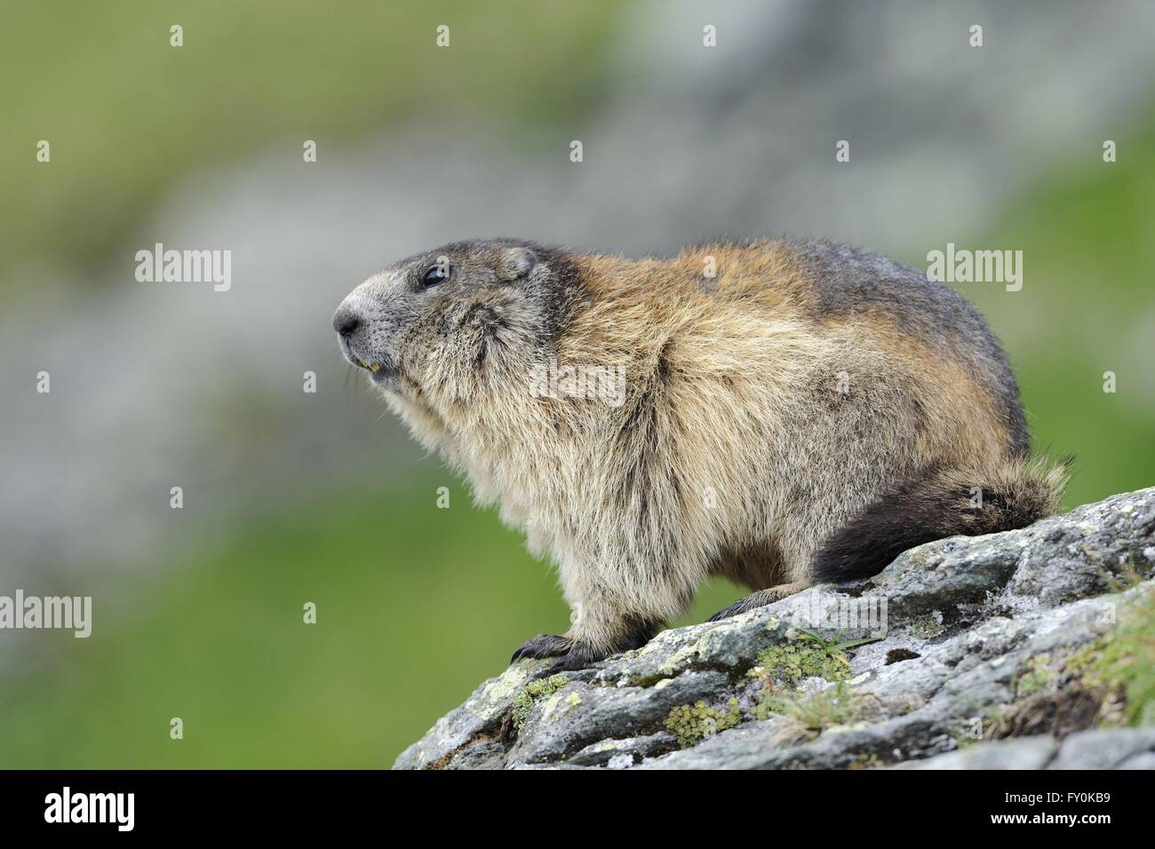 Adult marmots hi-res stock photography and images - Alamy