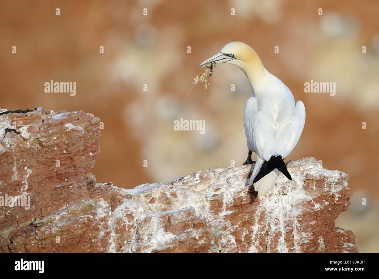 Gannet breeding ground hi-res stock photography and images - Alamy