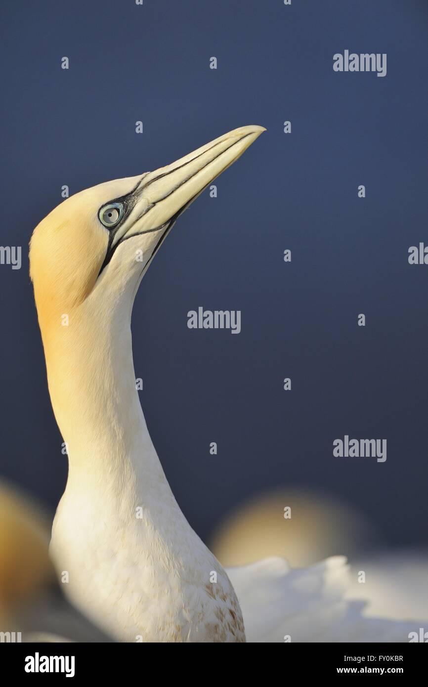 Gannet head portrait hi-res stock photography and images - Alamy