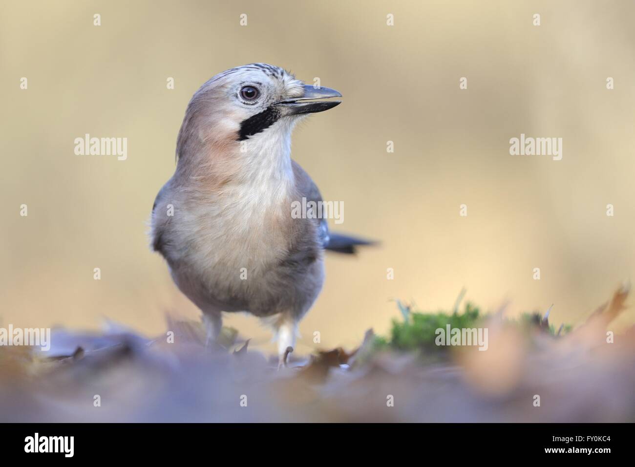 Jaybirds hi-res stock photography and images - Alamy