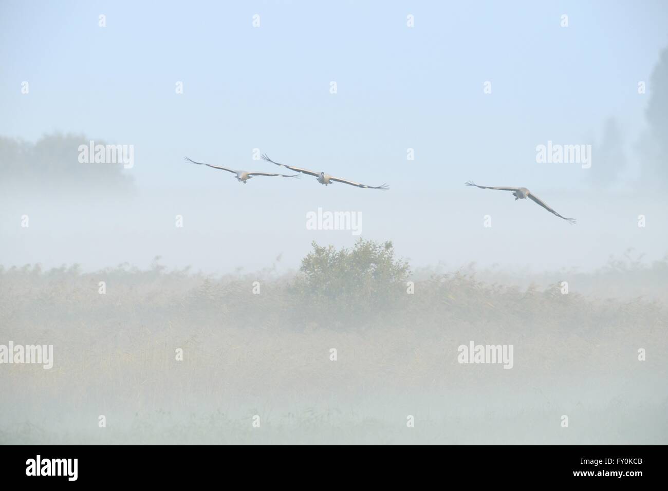 Eurasian cranes flying hi-res stock photography and images - Alamy