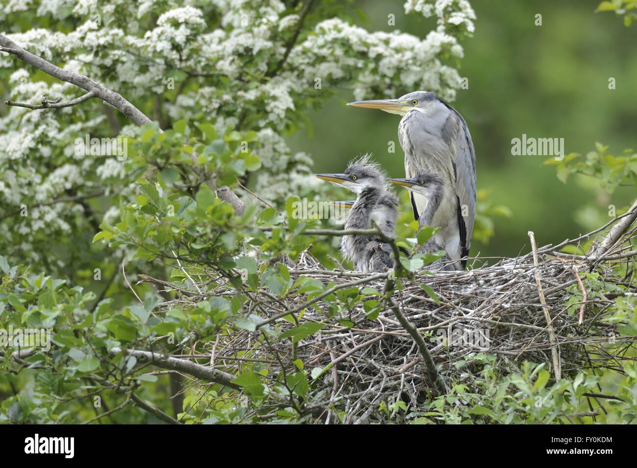 Grey herons group hi-res stock photography and images - Alamy
