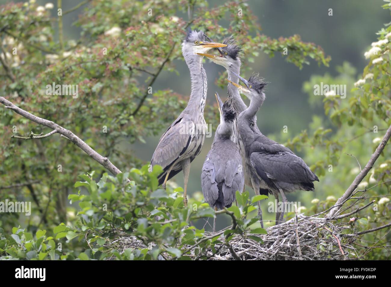 Young herons hi-res stock photography and images - Alamy
