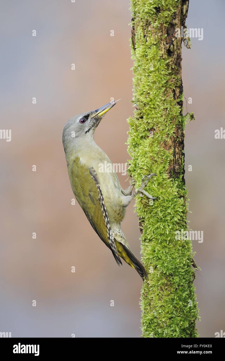 Grey woodpeckers hi-res stock photography and images - Alamy