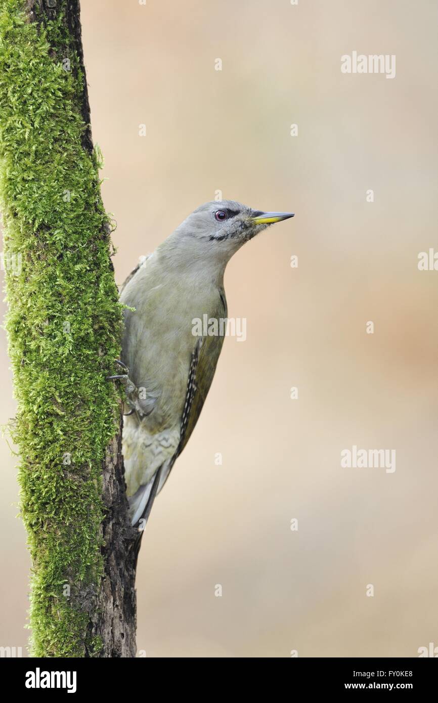 Grey woodpeckers hi-res stock photography and images - Alamy