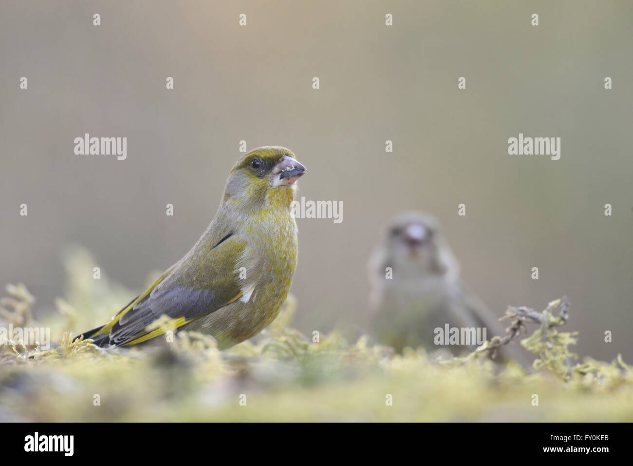 European finches hi-res stock photography and images - Alamy
