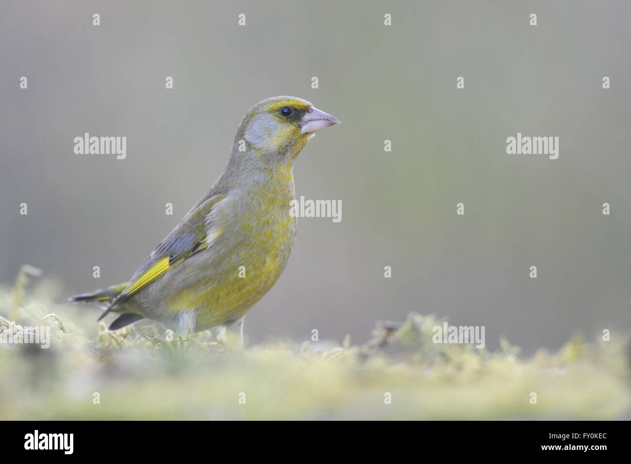 European finches hi-res stock photography and images - Alamy