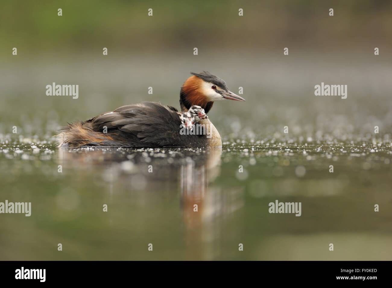 Baby grebes hi-res stock photography and images - Alamy