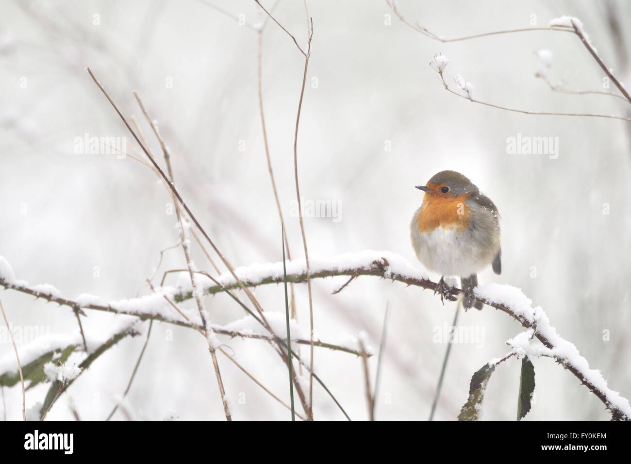 Robins snow winter hi-res stock photography and images - Alamy