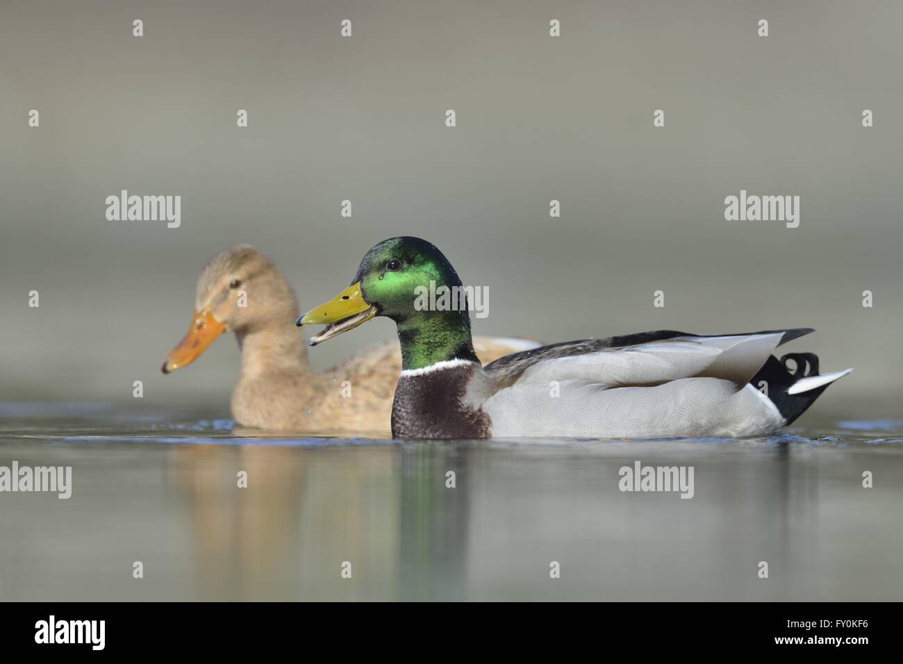Mallards swim hi-res stock photography and images - Alamy