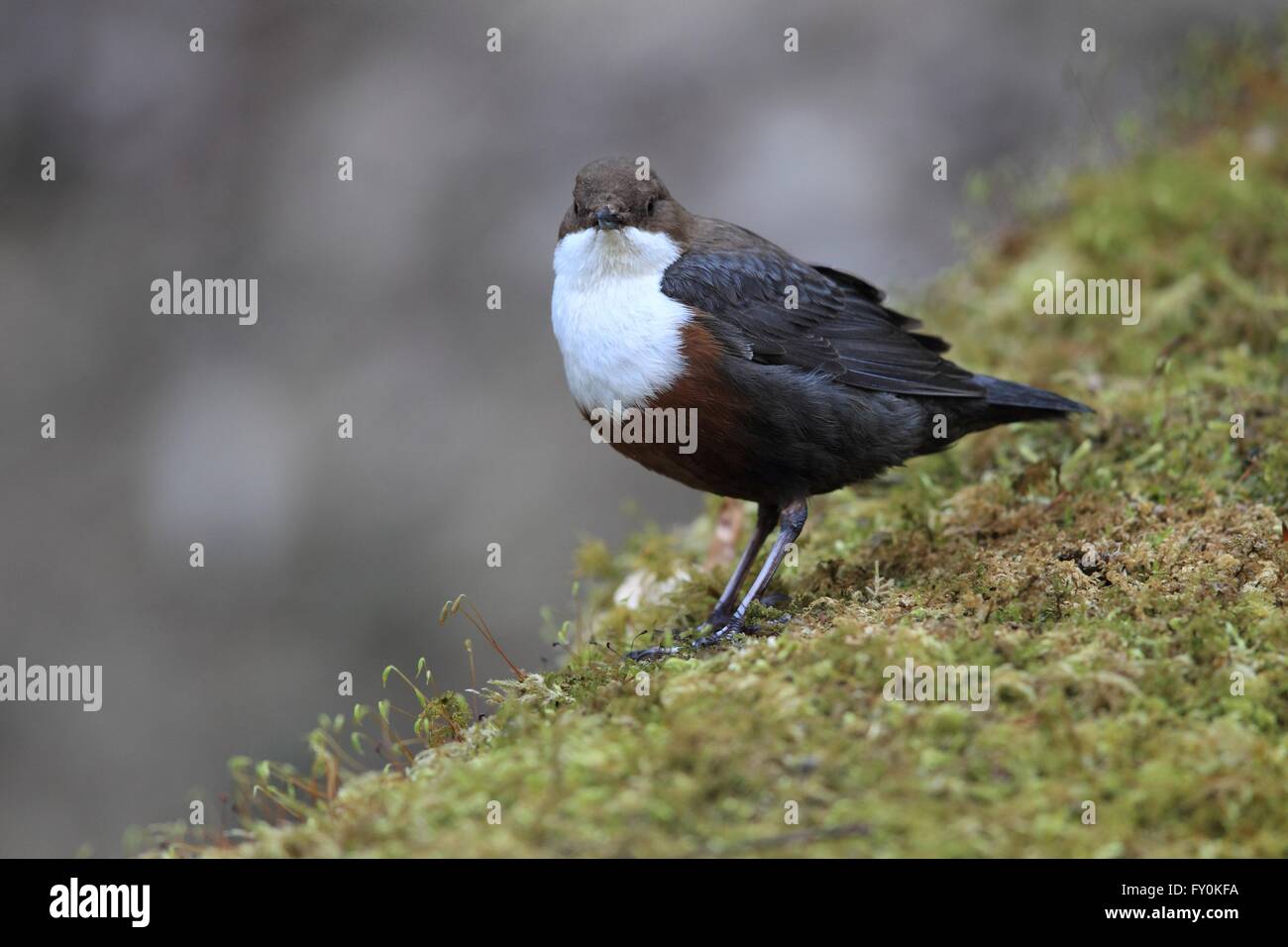 Eurasian dippers hi-res stock photography and images - Alamy