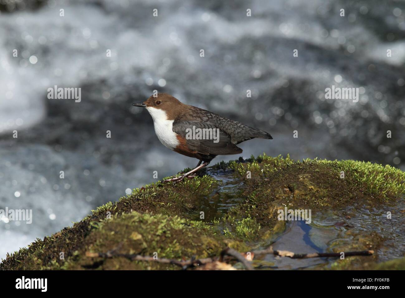 Eurasian dippers hi-res stock photography and images - Alamy