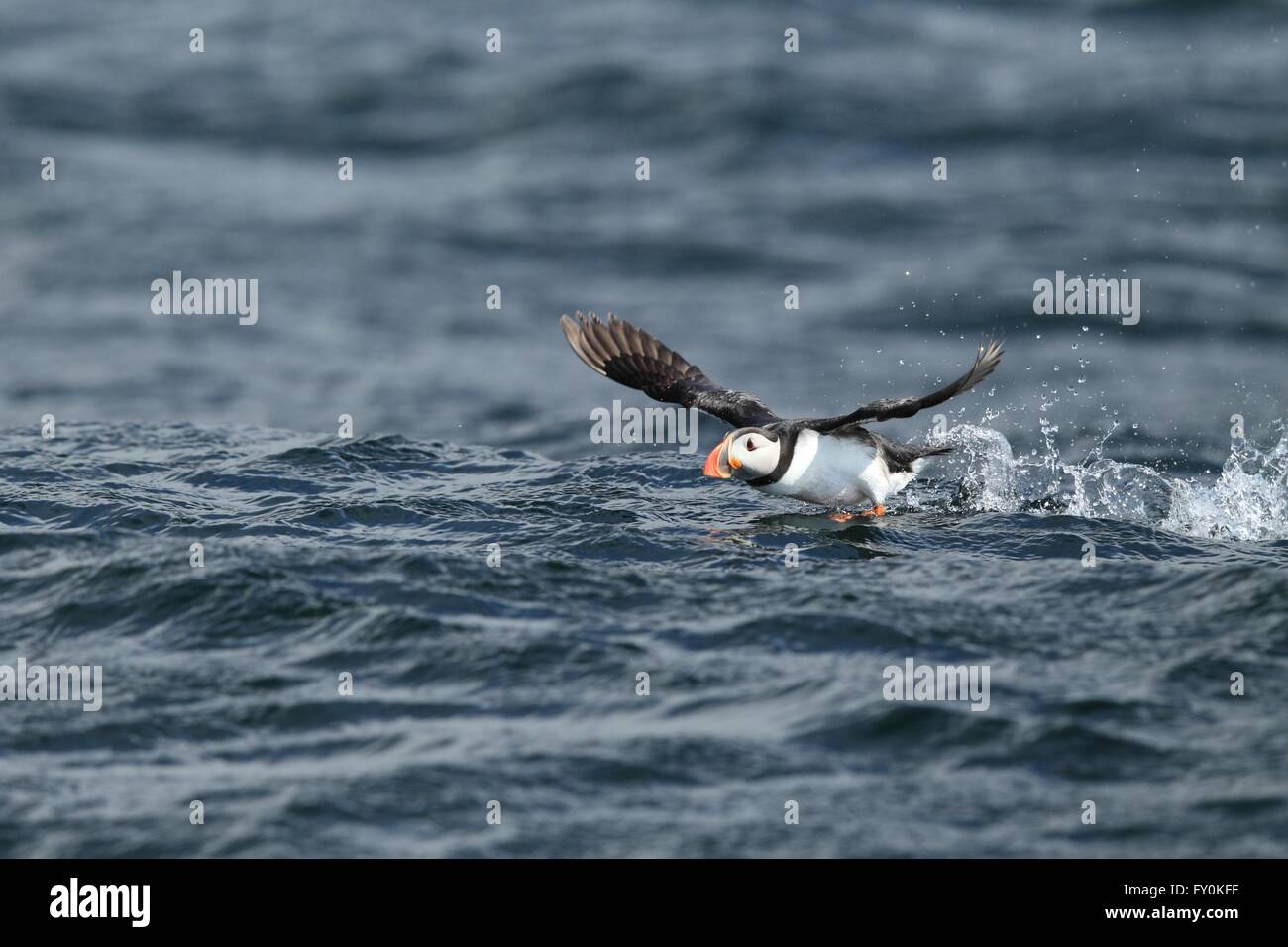 Flying atlantic puffin bird hi-res stock photography and images - Alamy