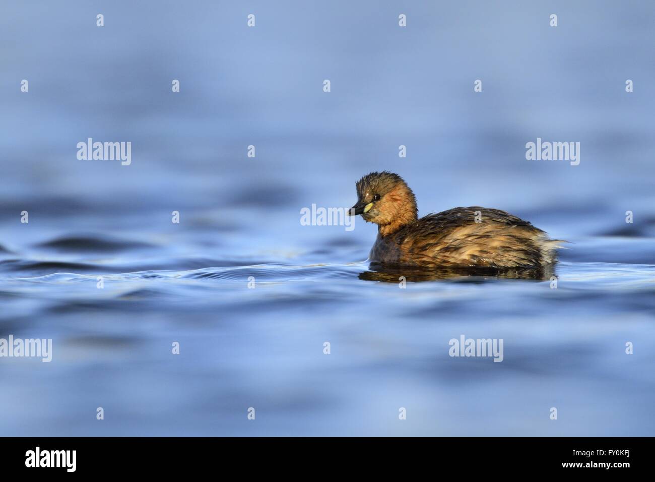 Dabchicks High Resolution Stock Photography and Images - Alamy