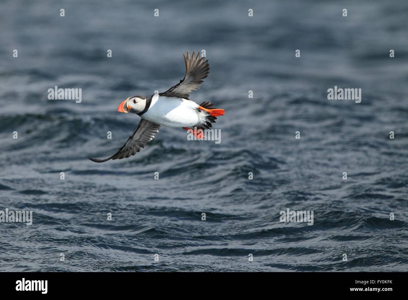 Puffin water fly hi-res stock photography and images - Alamy