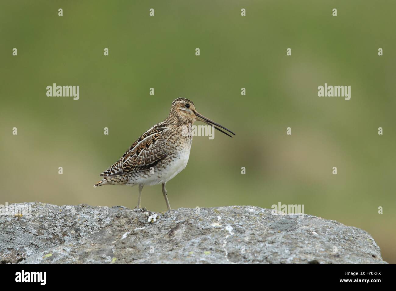 Snipes hi-res stock photography and images - Alamy