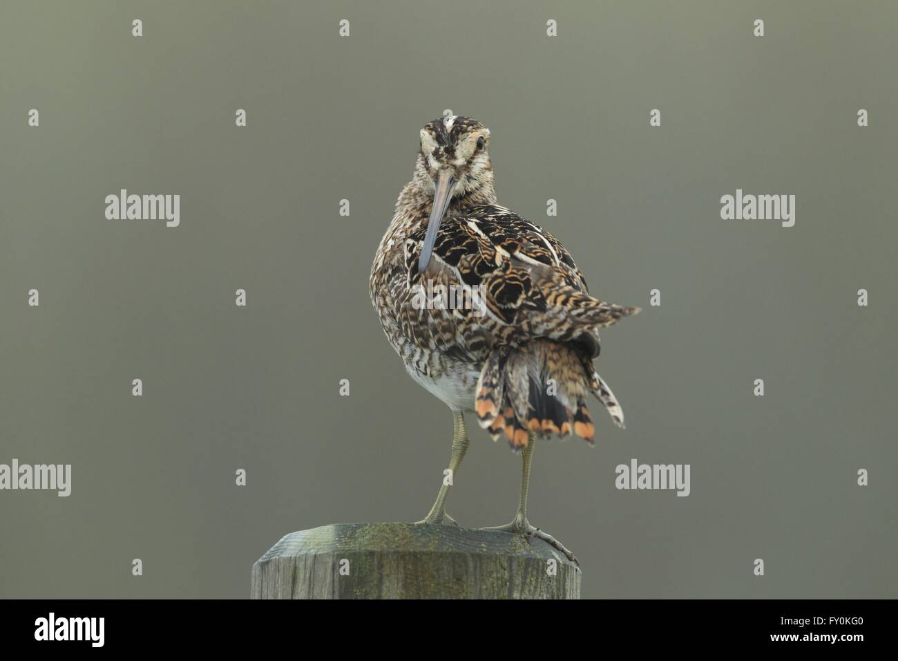 Snipes scolopacidae hi-res stock photography and images - Alamy