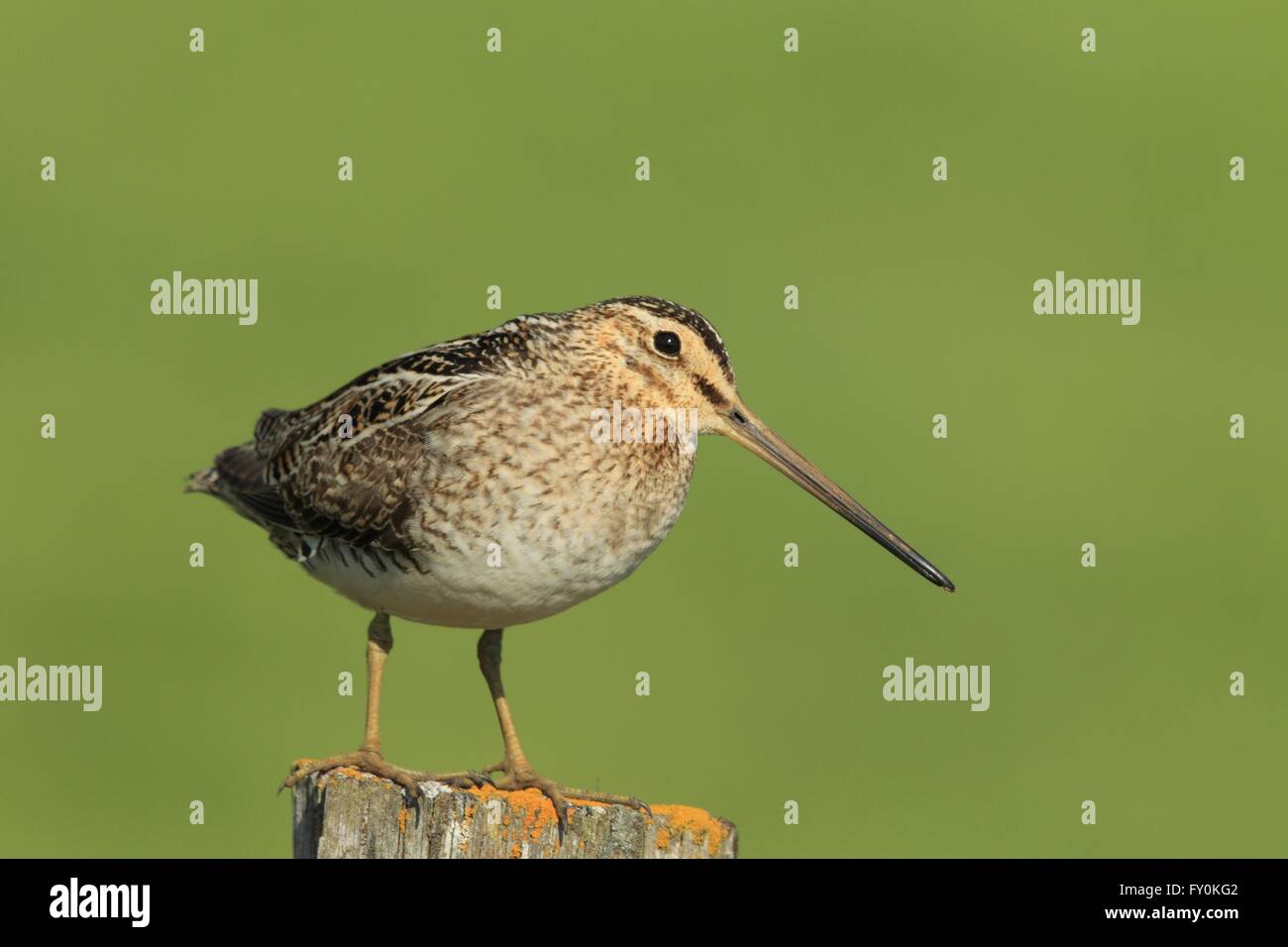 Snipes hi-res stock photography and images - Alamy