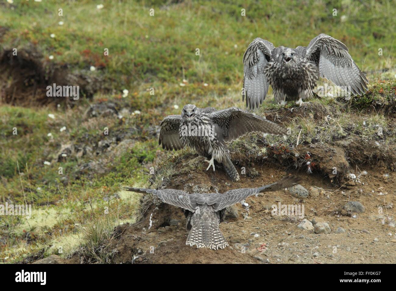 Falcon flapping wings hi-res stock photography and images - Alamy