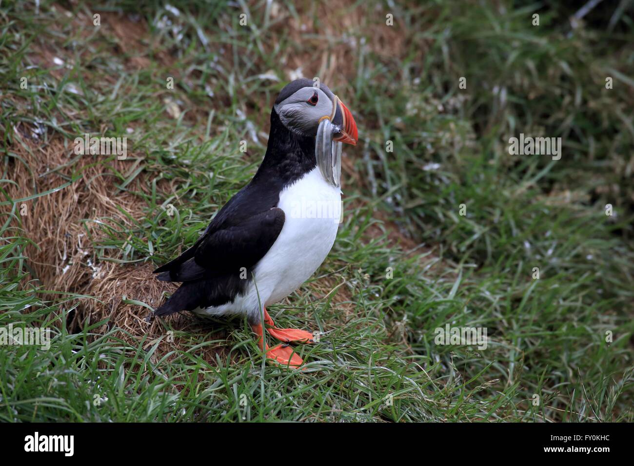 Puffin eating hi-res stock photography and images - Alamy