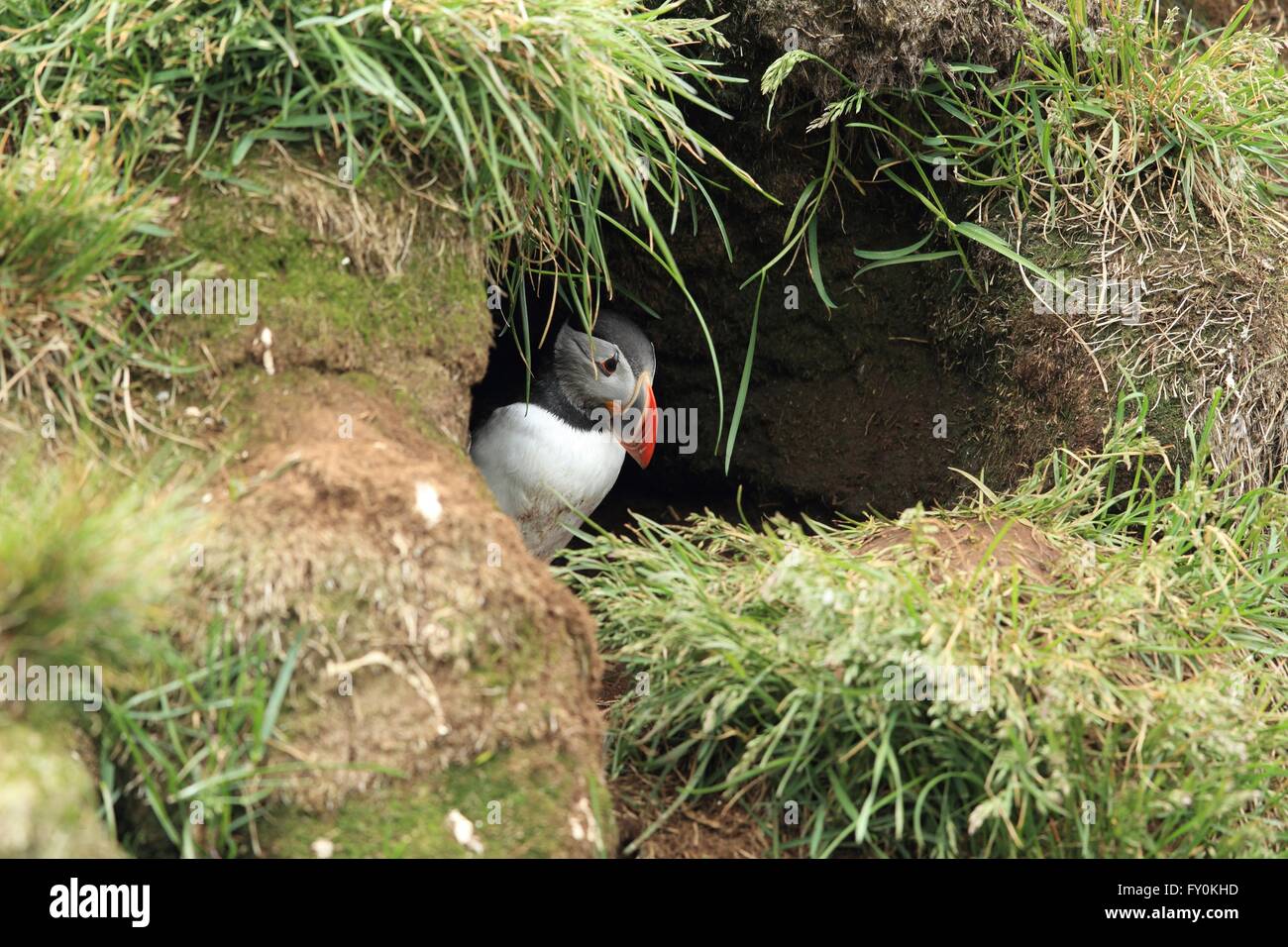Atlantic puffin burrow hi-res stock photography and images - Alamy