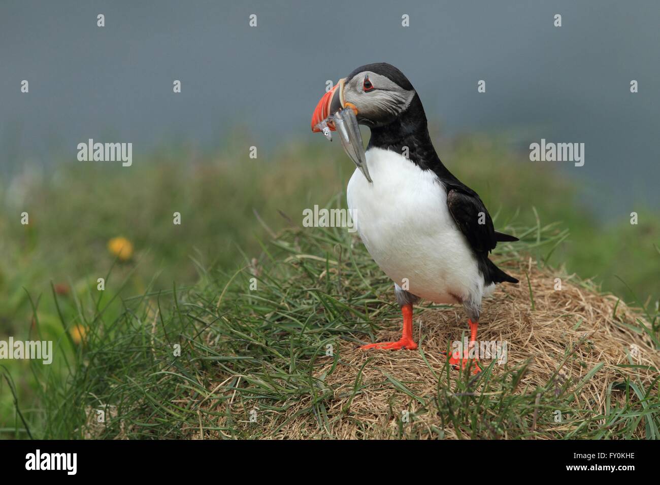 Puffin eating hi-res stock photography and images - Alamy