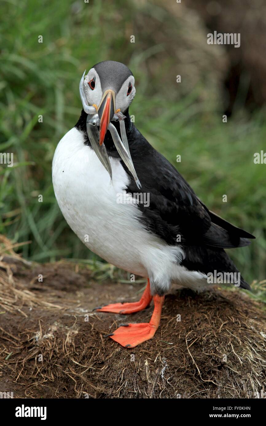 Puffin with prey hi-res stock photography and images - Alamy