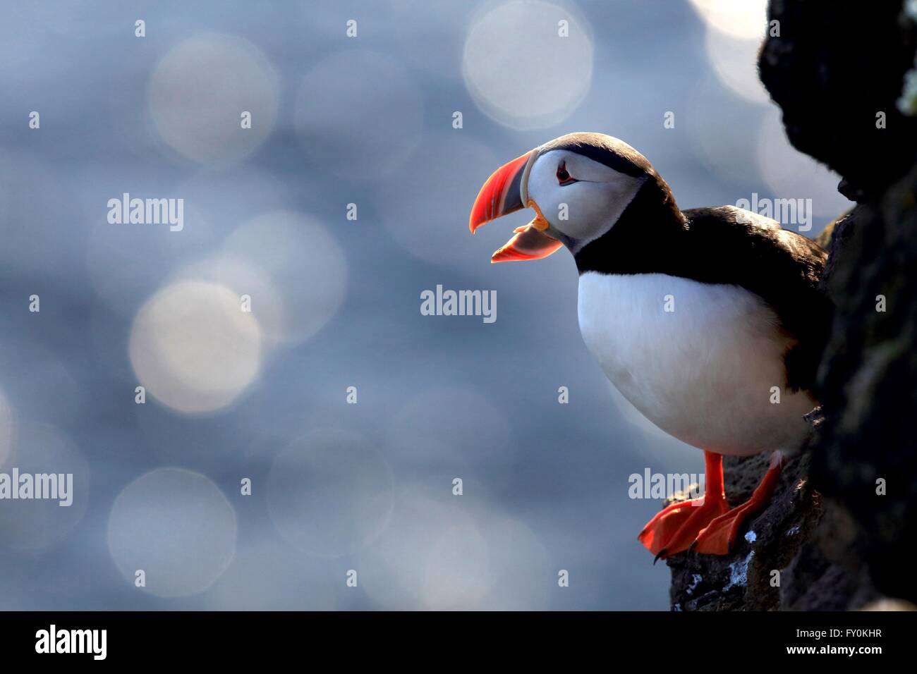 Puffins beaks open hi-res stock photography and images - Alamy