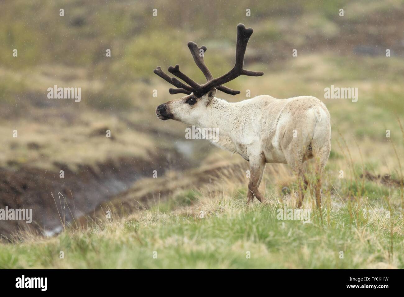 One reindeer walking hi-res stock photography and images - Alamy