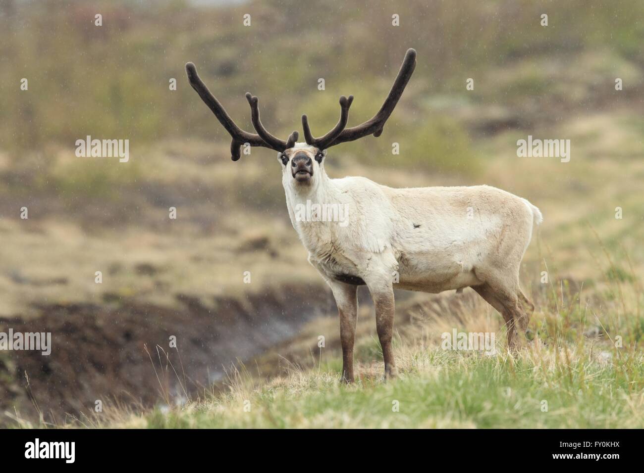Wild reindeer hi-res stock photography and images - Alamy
