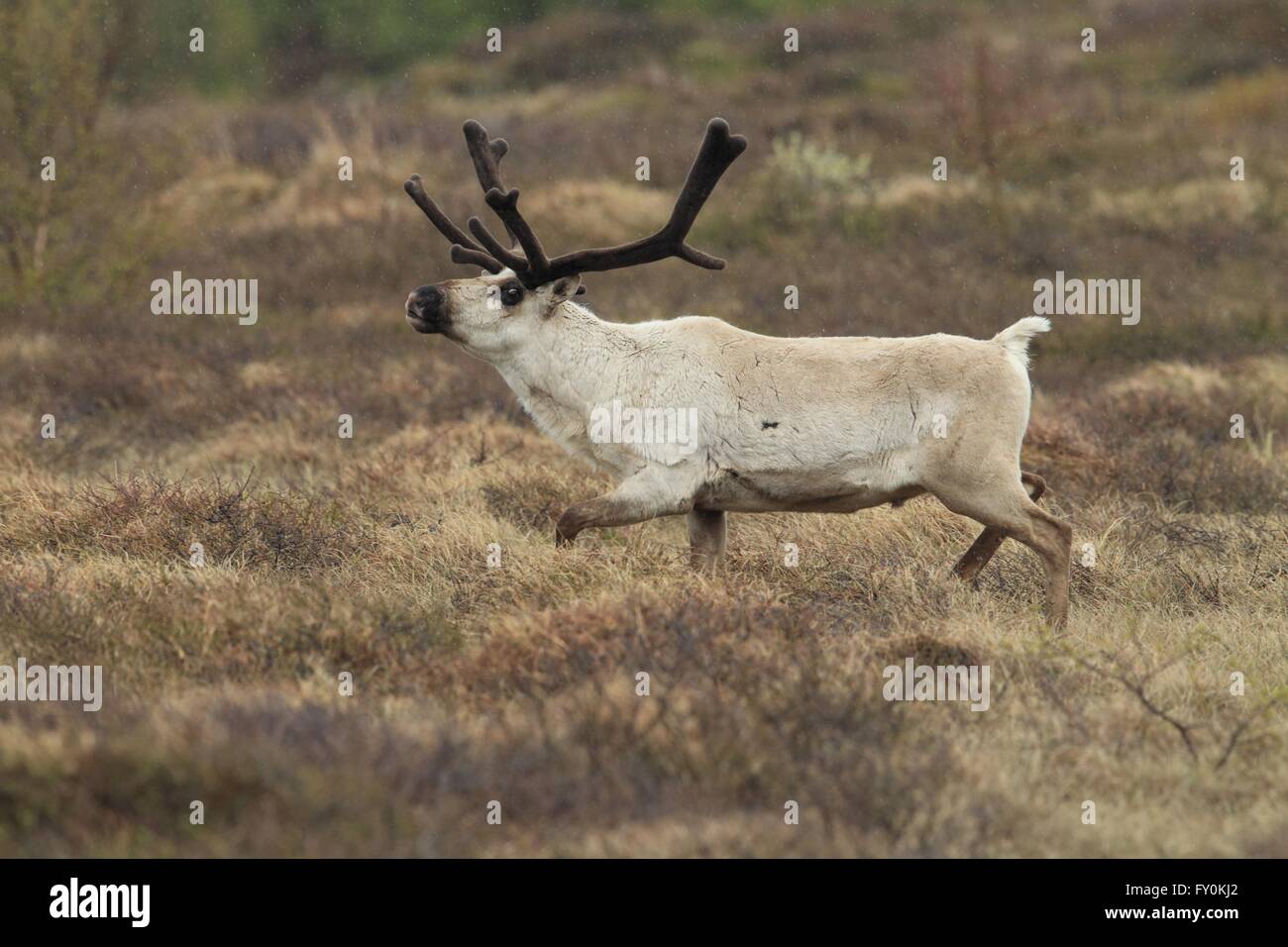 Reindeer trotting hi-res stock photography and images - Alamy