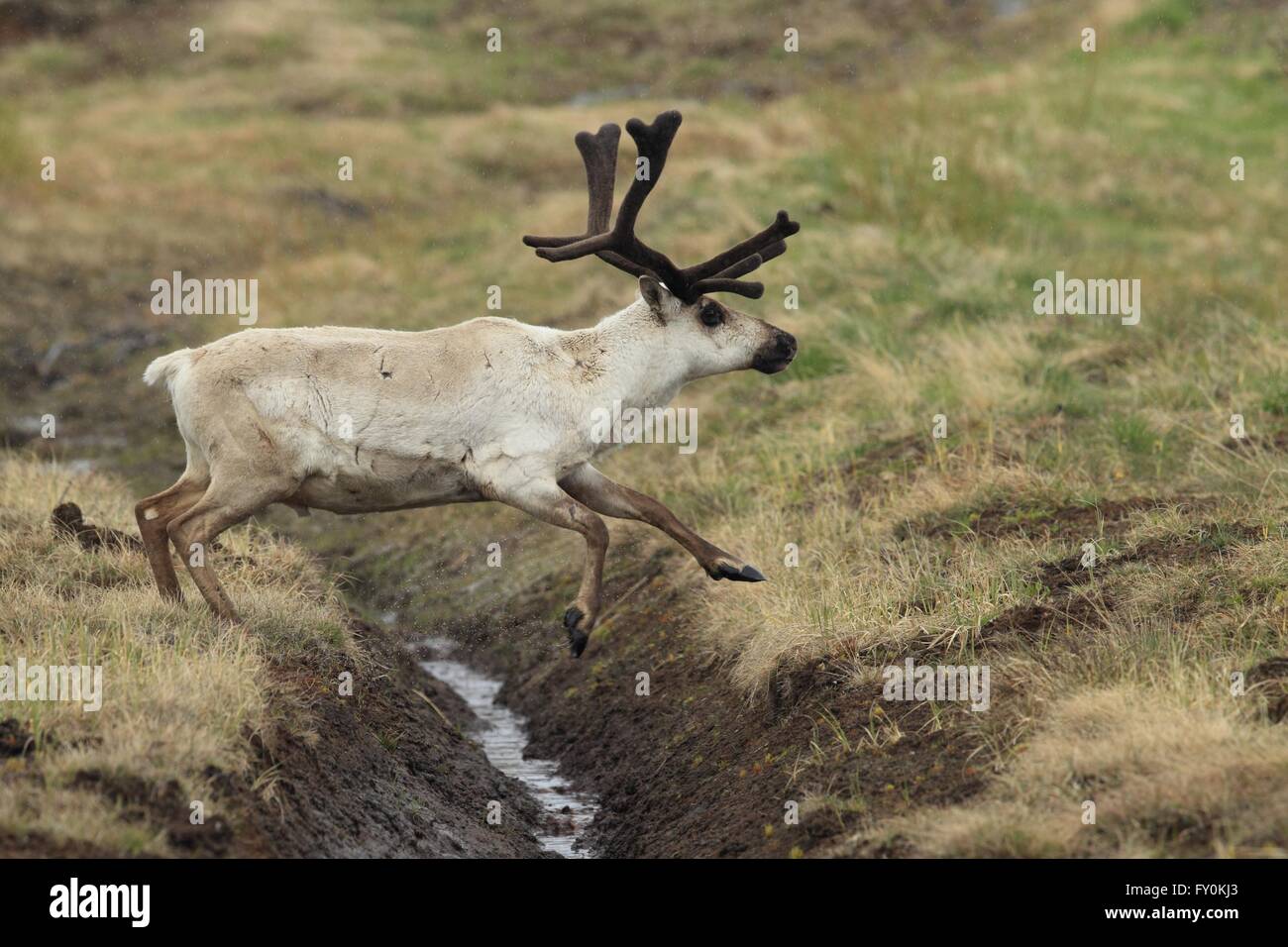 Reindeer side profile hi-res stock photography and images - Alamy