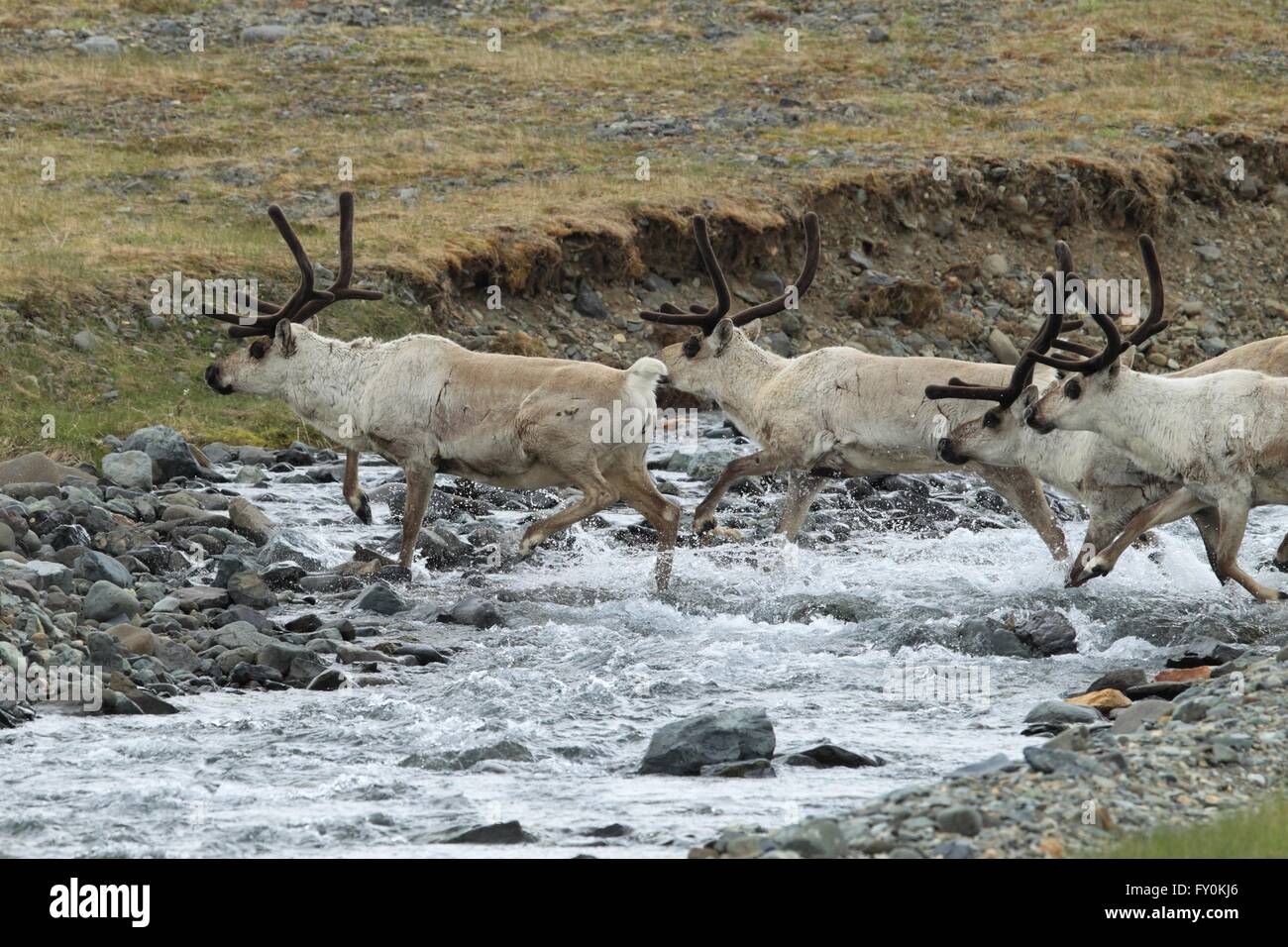 Reindeer trotting hi-res stock photography and images - Alamy