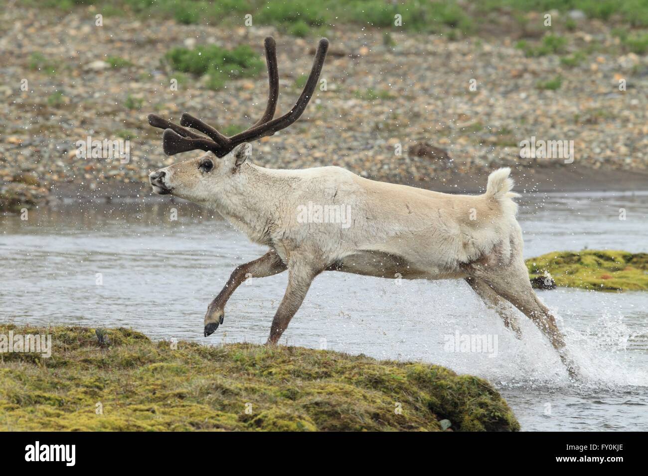 Reindeer side profile hi-res stock photography and images - Alamy