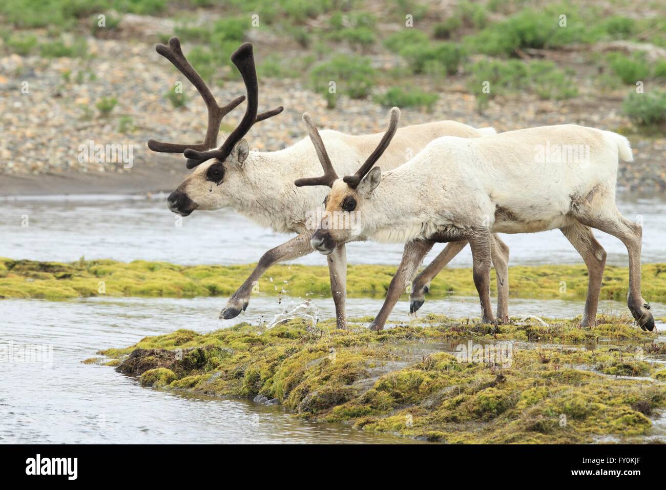 Reindeer side profile hi-res stock photography and images - Alamy