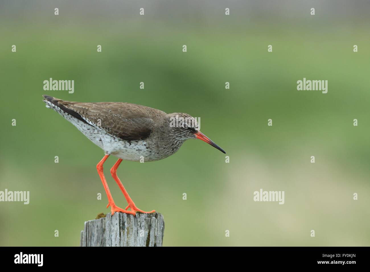 Redshanks hi-res stock photography and images - Alamy