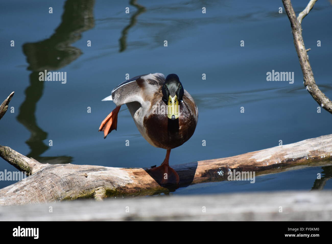 One leg standing duck hi-res stock photography and images - Alamy