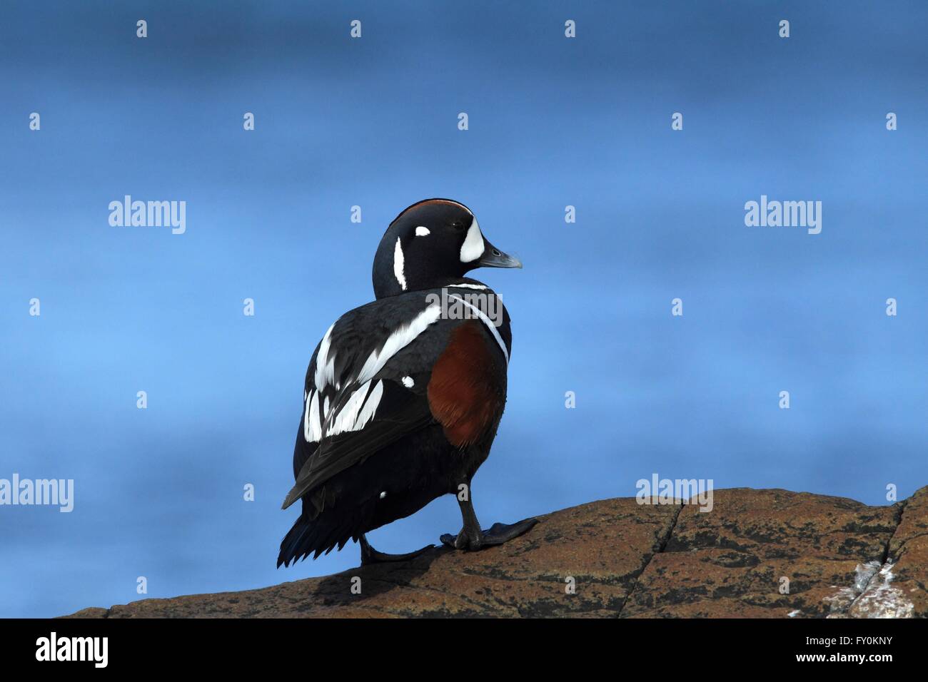 Drake harlequin duck hi-res stock photography and images - Alamy