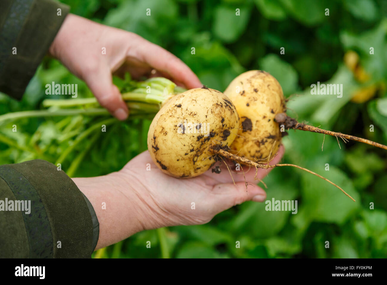 Female hand holding young turnips in closeup Stock Photo - Alamy