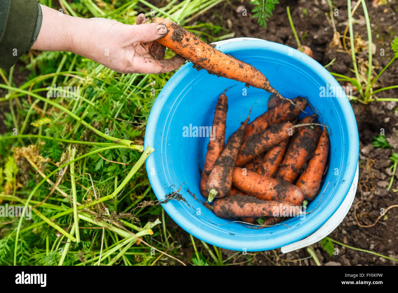 Blue bucket with carrot on grass background Stock Photo - Alamy