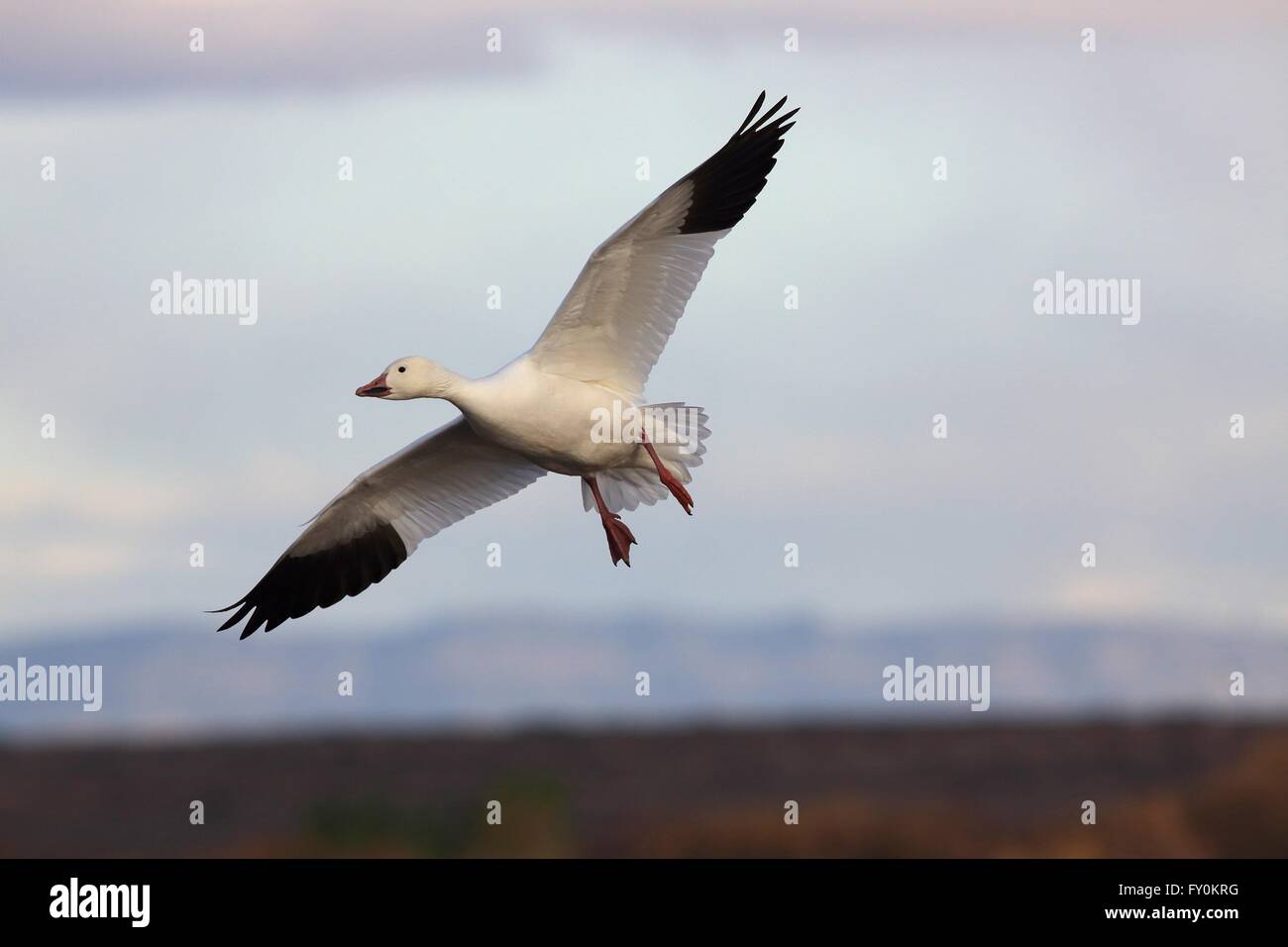 Adult snow goose hi-res stock photography and images - Alamy